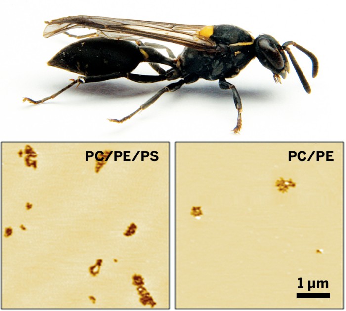 Wasp-Venom-Peptide-Selectively-Punctures