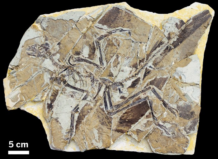 Prehistoric-Pigments-Found-Fossilized-Feathers