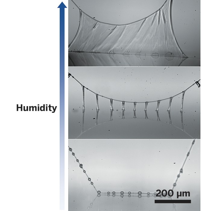 Sticky-Secrets-SpidersGlue