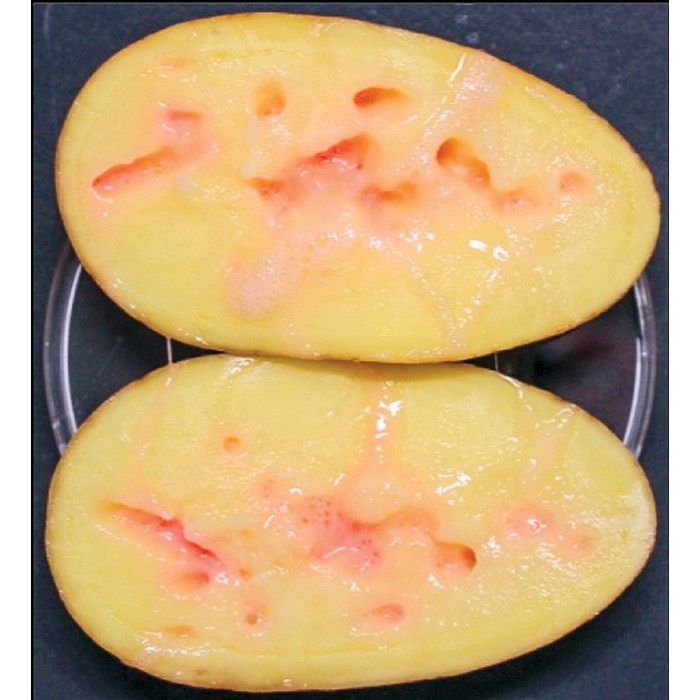 Pink-Slime-Found-Potatoes-Helps