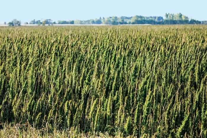 Hemp-Longer-Illegal-Poised-Comeback
