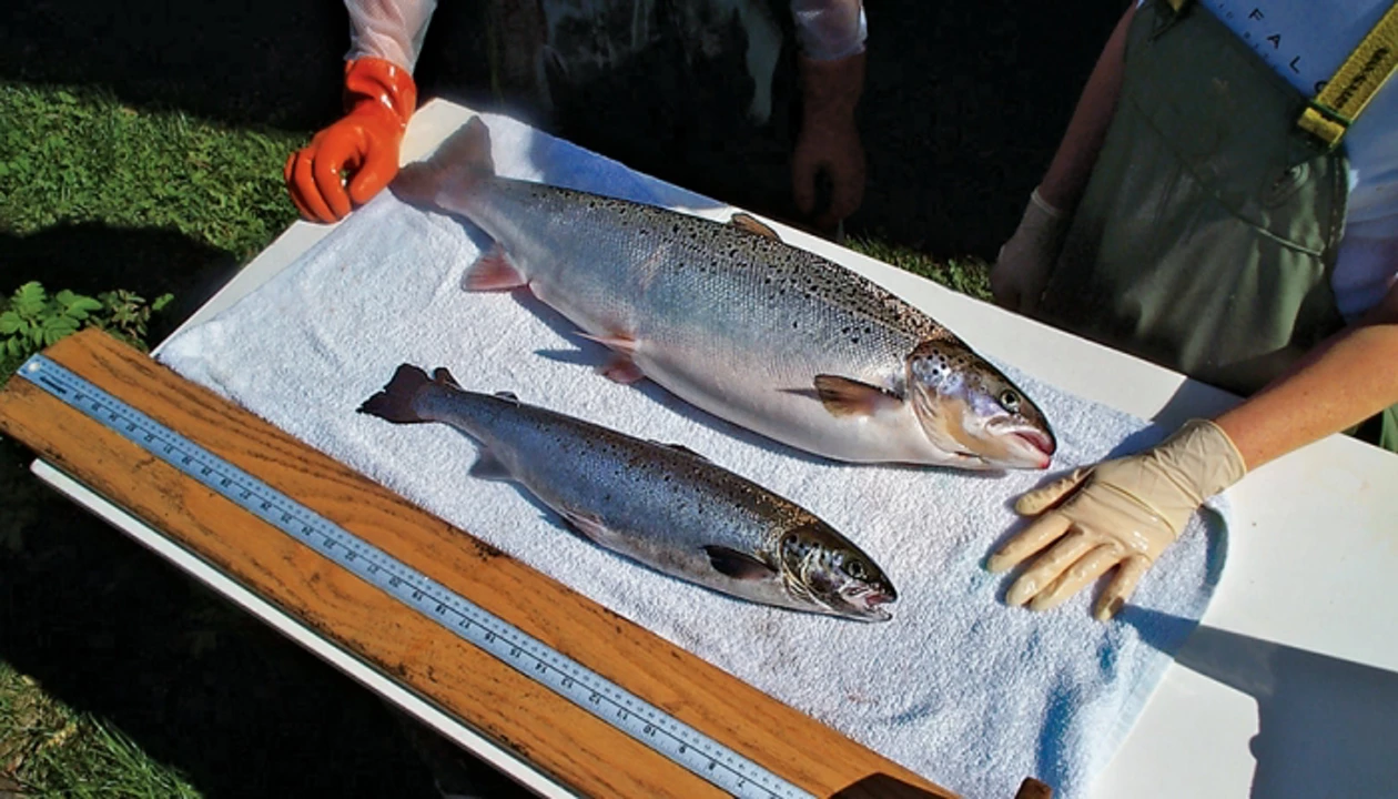 U.S. Approves Gene-Altered Salmon