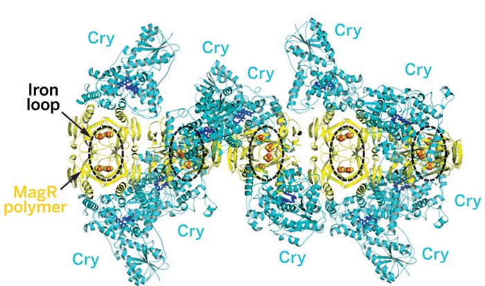 Animal-Magnetism-Protein