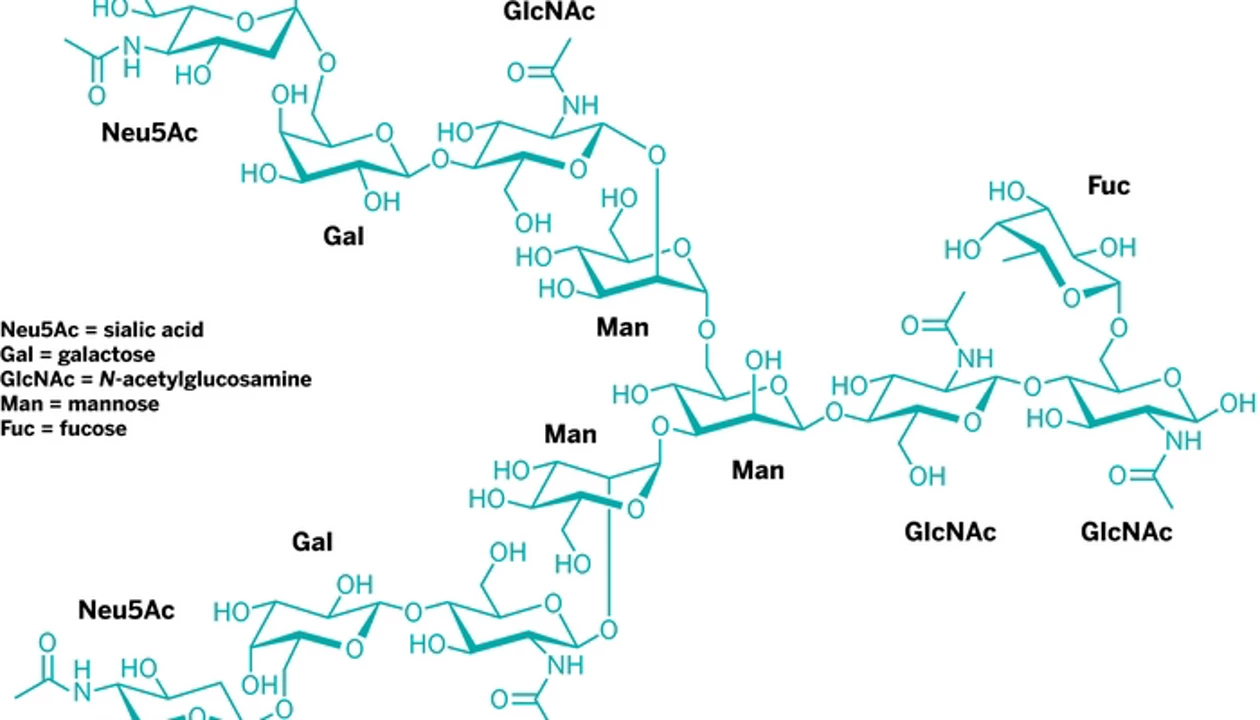 Glycan Notation Standardized At Last