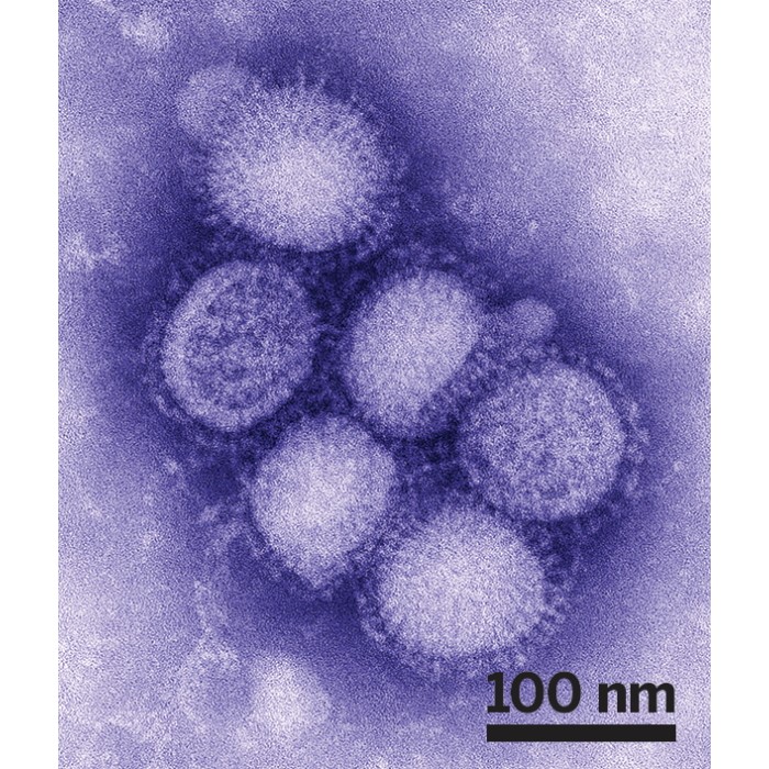 Immune-Cells-Flu-Shot-Reactions
