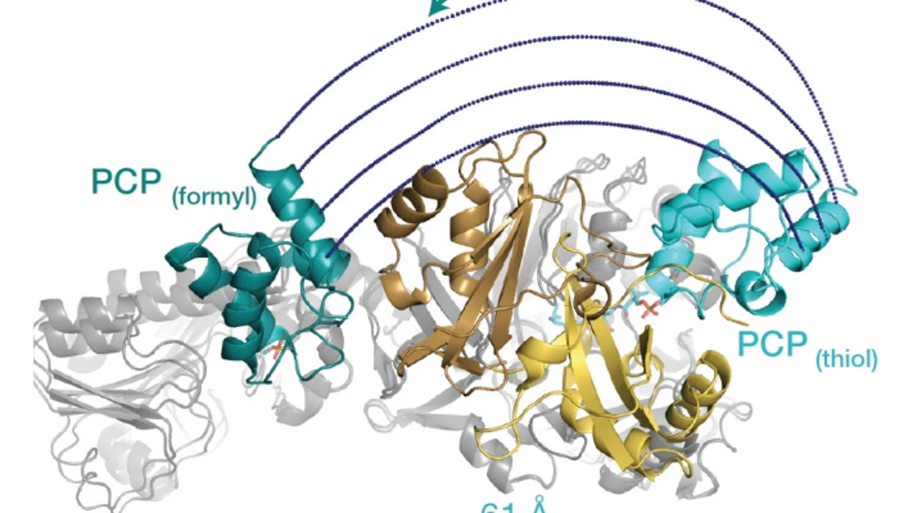 Megaenzyme Mechanisms Revealed