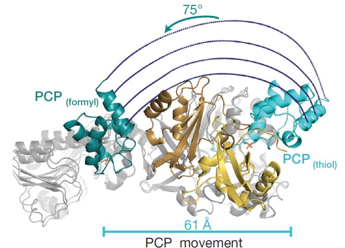 Megaenzyme-Mechanisms-Revealed