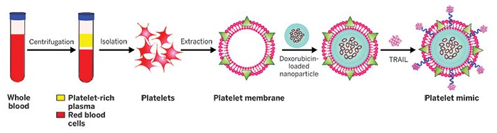 Platelet-Disguises-Aid-Drug-Delivery