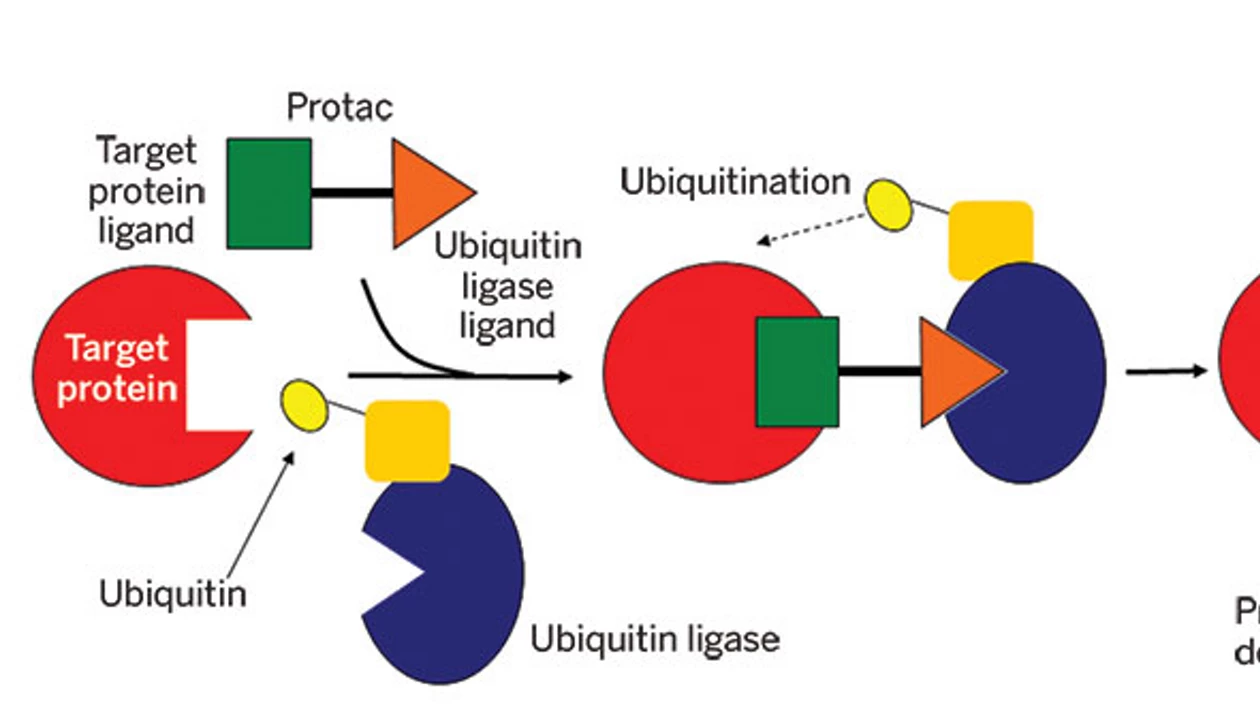 How Chemists Are Sending Bad Proteins Out With The Cellular Trash
