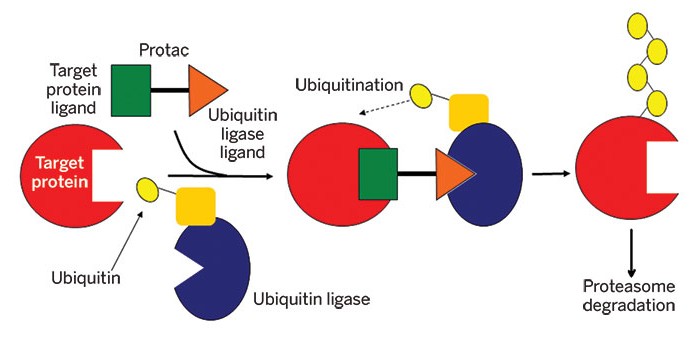 Chemists-Sending-Bad-Proteins-Cellular