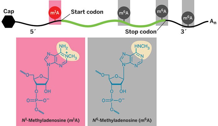 Mrna Molecular Structure