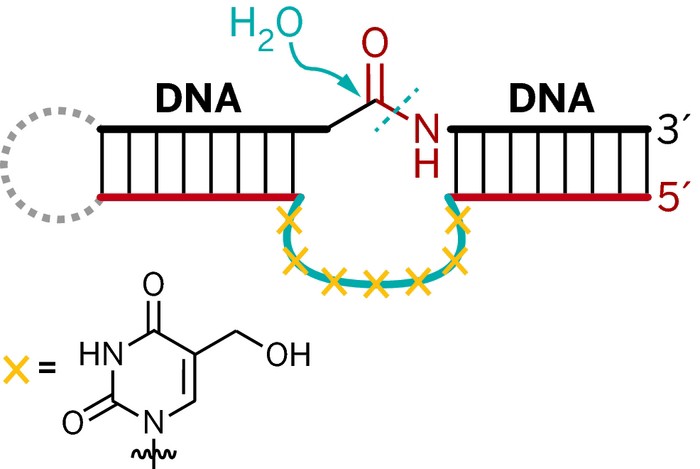 DNA-Enzymes-Snip-Amide-Bonds
