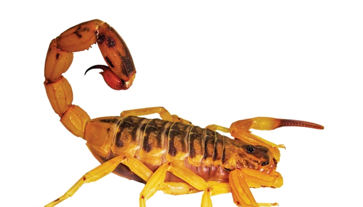 Common anti-inflammatory drugs could be an antidote for scorpion venom