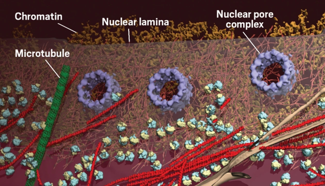 Cryo-electron tomography provides first view of a cell’s nucleus in its ...