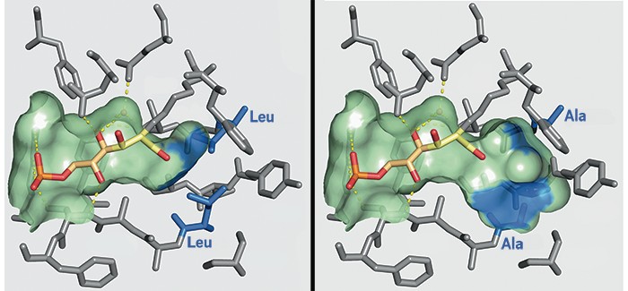 Aldolase-enzyme-makeover