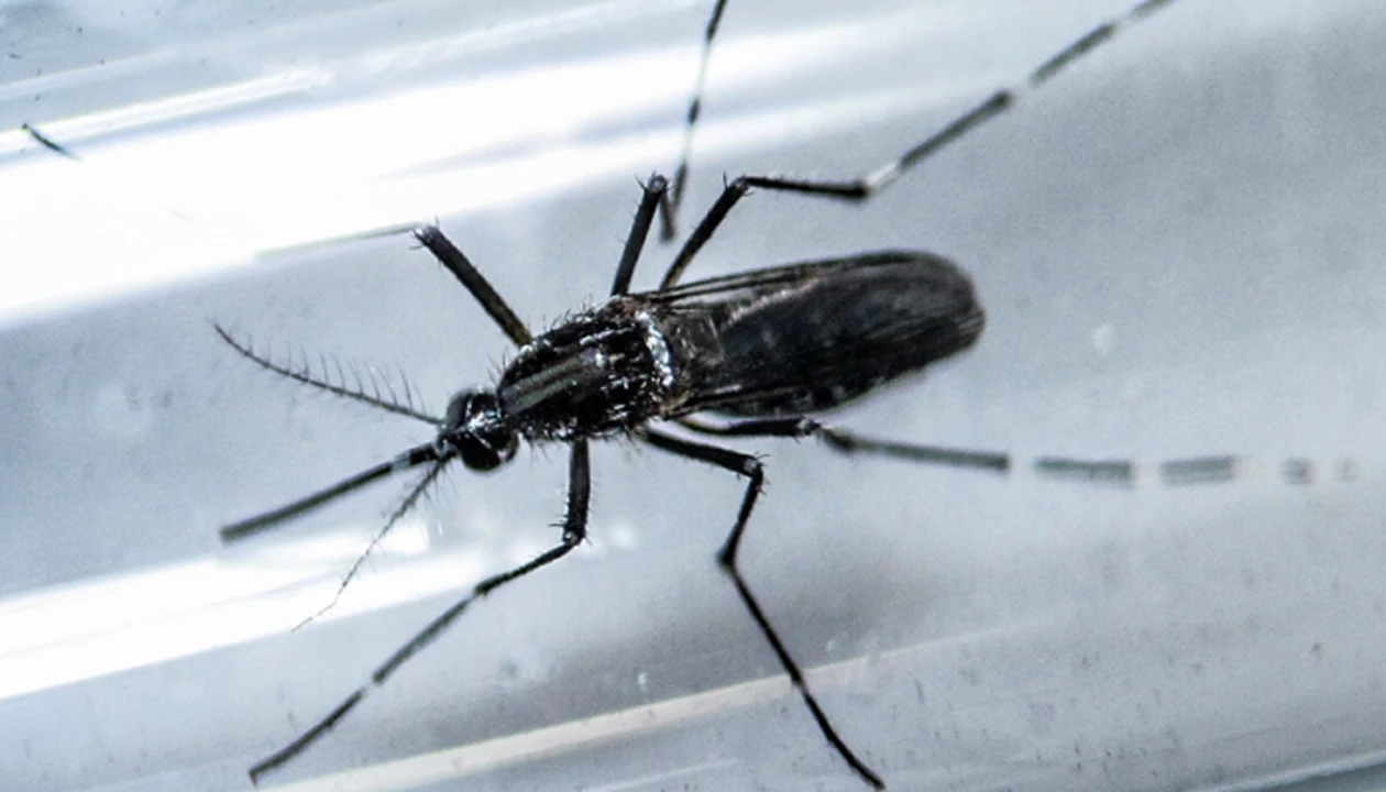 Food & Drug Administration clears way for gene-altered mosquito
