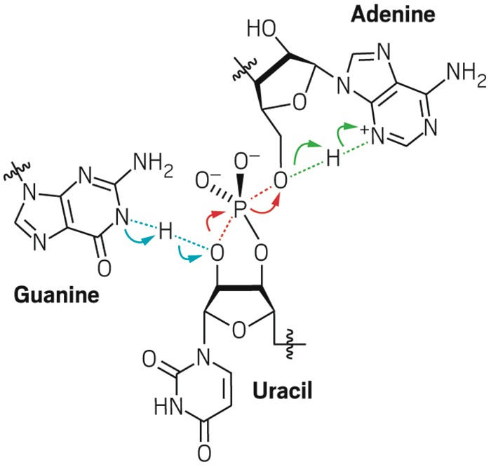 new-twist-revealed-ribozyme-catalysis