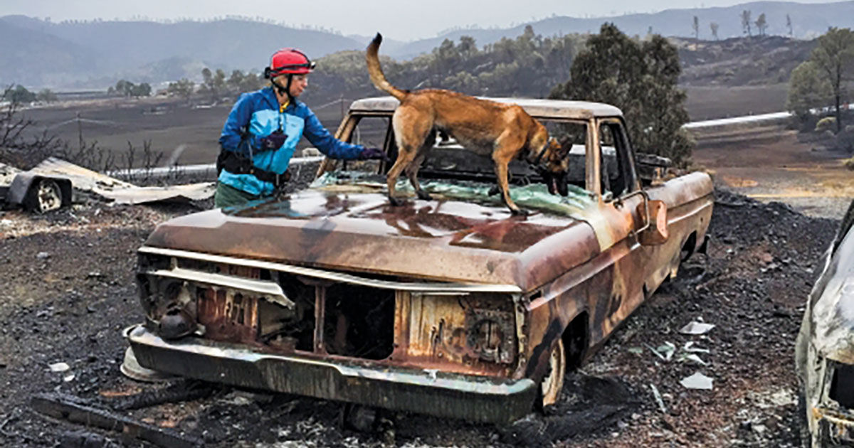 How Long Does It Take For A Dogs Body To Decompose