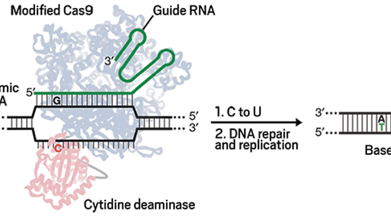 Improved route to single-base genome editing