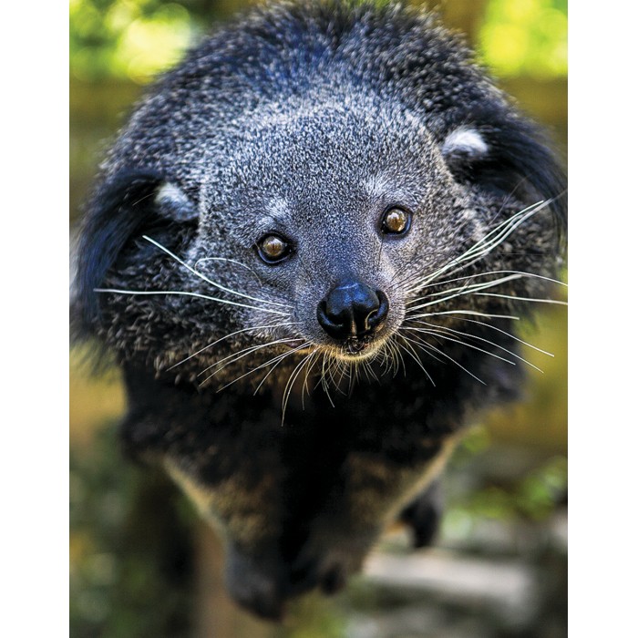 bearcats-smell-like-popcorn