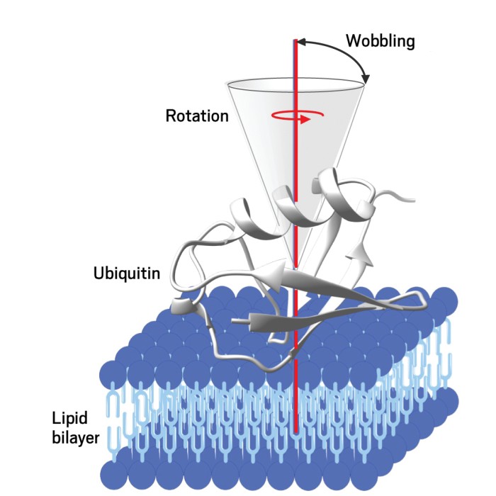 Protein-dance-nanoparticle-surface-revealed