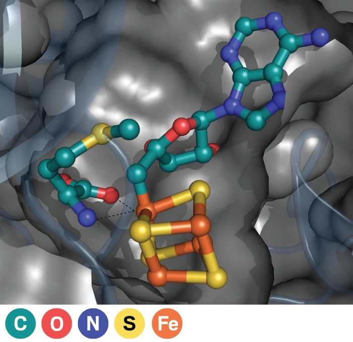 radical-enzyme-catalysis-organometallic-intermediate