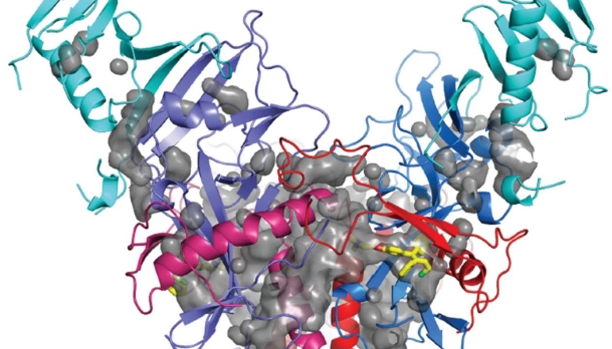 Structure of Ebola virus’s glycoprotein reveals an Achilles heel