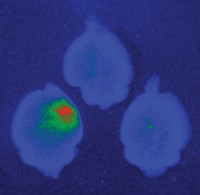 Synthetic-Platelets-Boost-Clotting