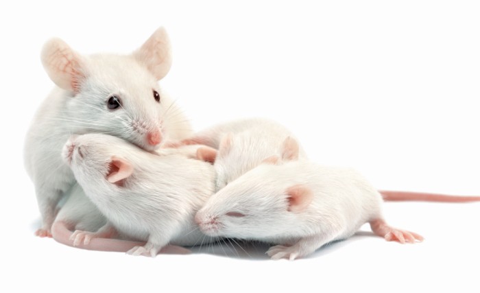 Nutrition-epigenetics-link-found-mice