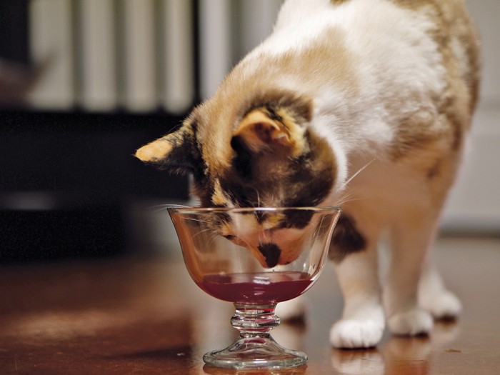 Kitty-science-creative-uses-catnip