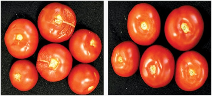 tomato-travel-doesnt-taste-like