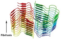 Probing-fibrils-different-types-Alzheimers