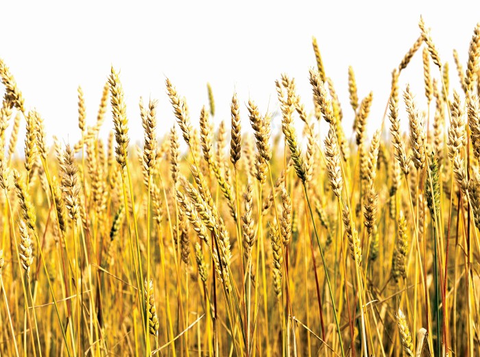 Unapproved-genetically-modified-wheat-disrupts
