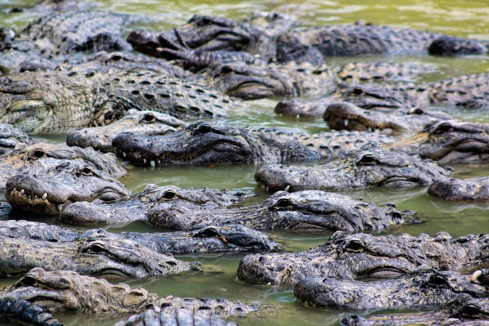 Perfluorinated-chemicals-found-alligators-crocodiles