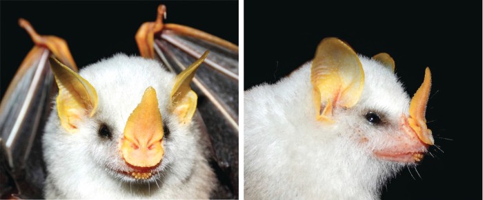 White-bat-hoards-carotenoids-yellow