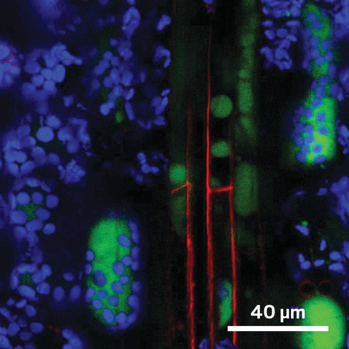 Antifungal-RNA-spray-protects-barley