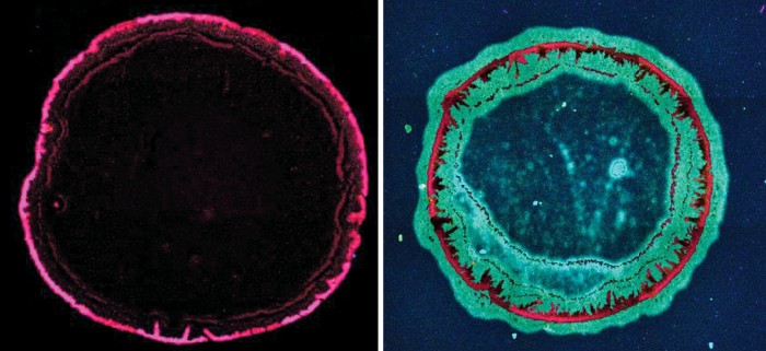 Coffee-ring-effect-produces-chemical