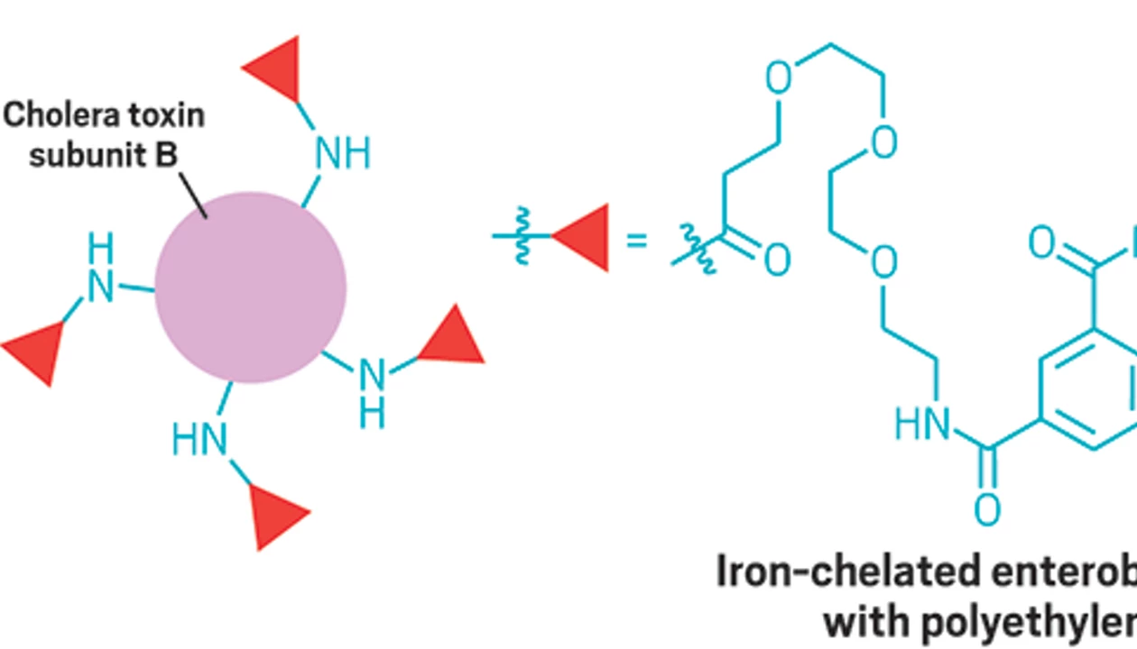 Novel vaccines block iron scavenging by bacteria
