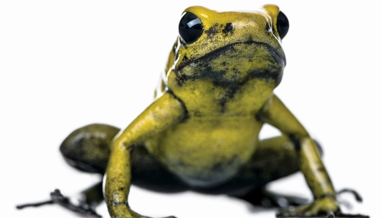 Synthesis of poison dart frog toxin brings surprises