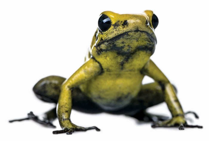 Synthesis-poison-dart-frog-toxin