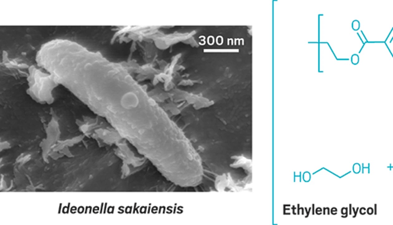 World’s first PET-munching microbe discovered
