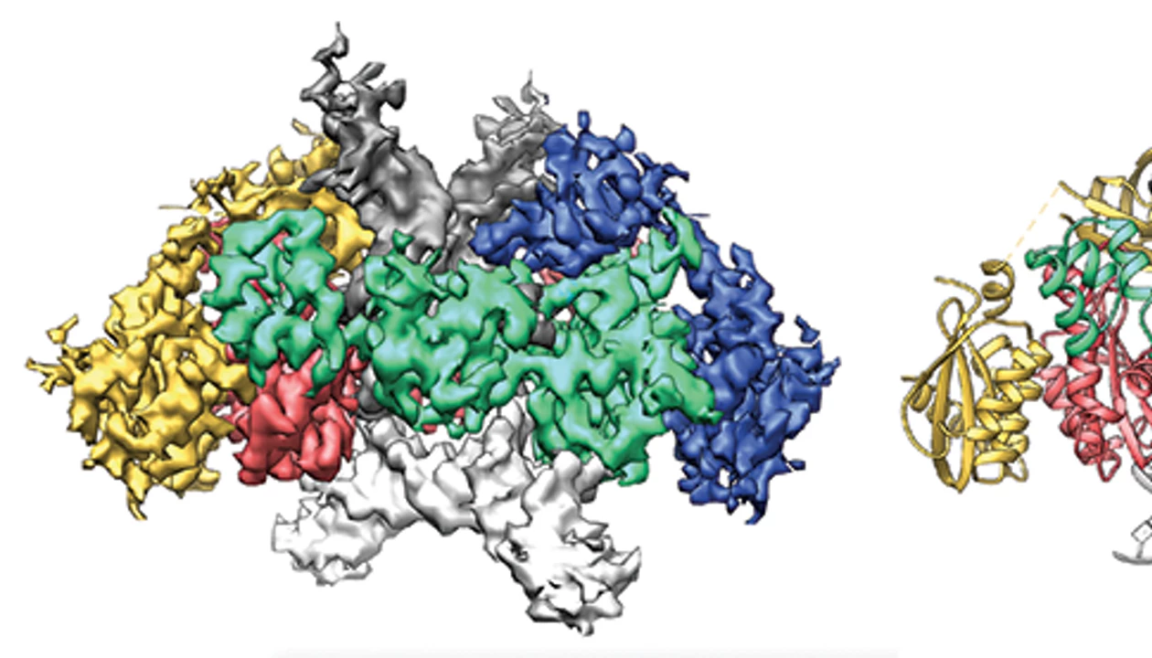 How HIV inserts DNA into host genomes