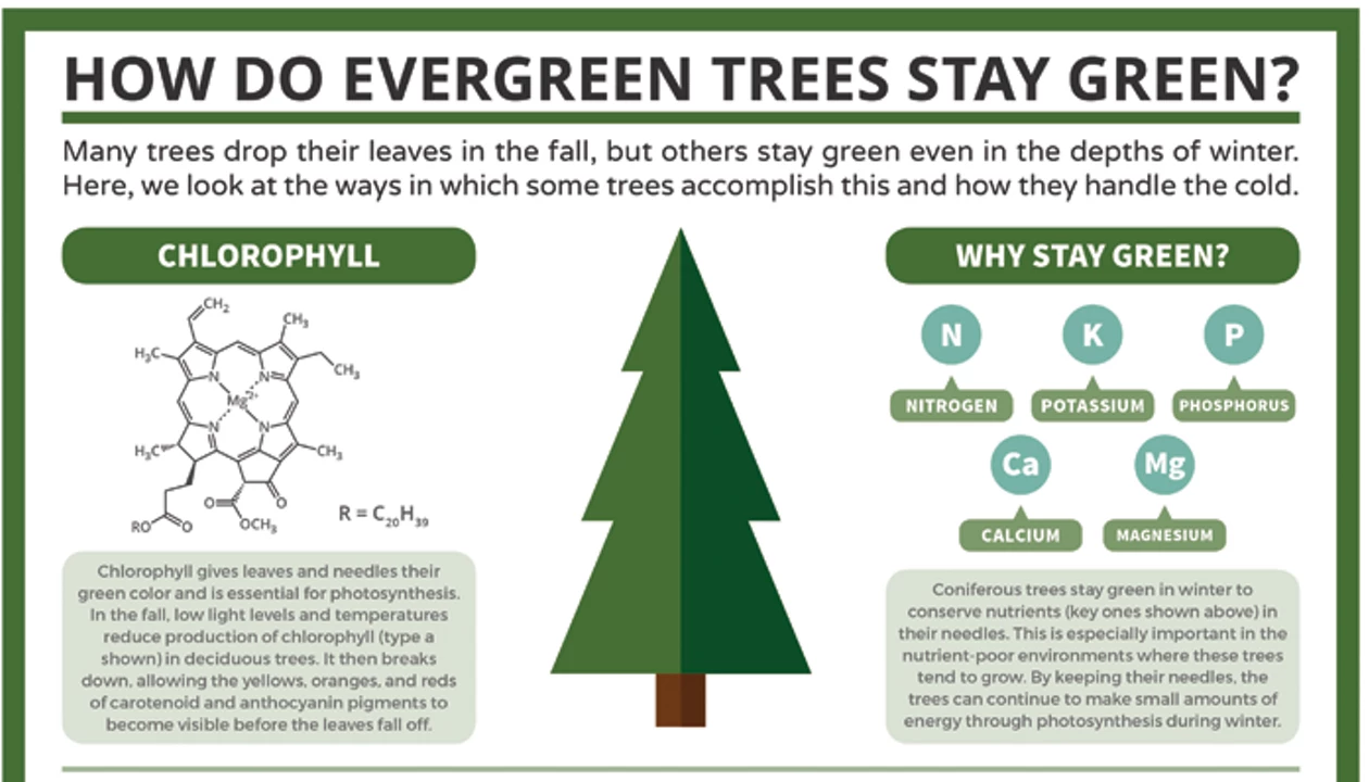 Periodic graphics: How do evergreen trees stay green?