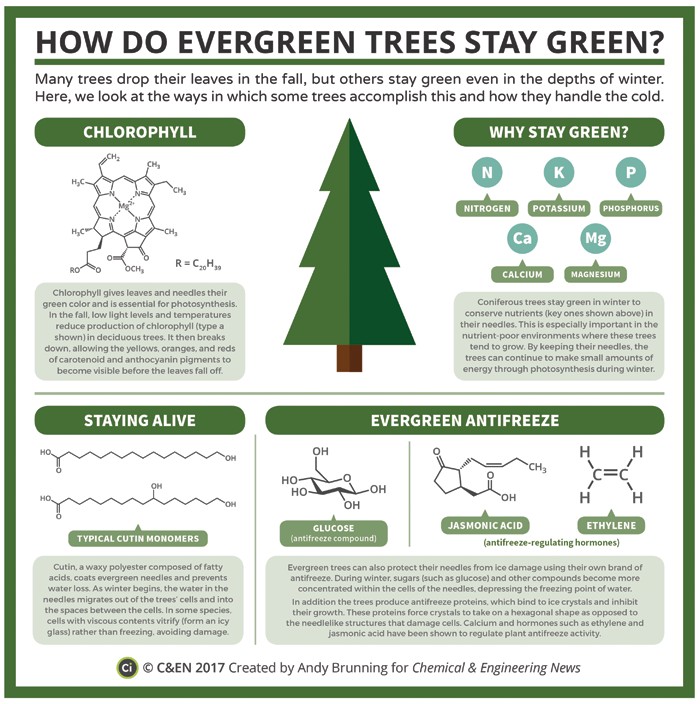 Periodic-graphics-evergreen-trees-stay