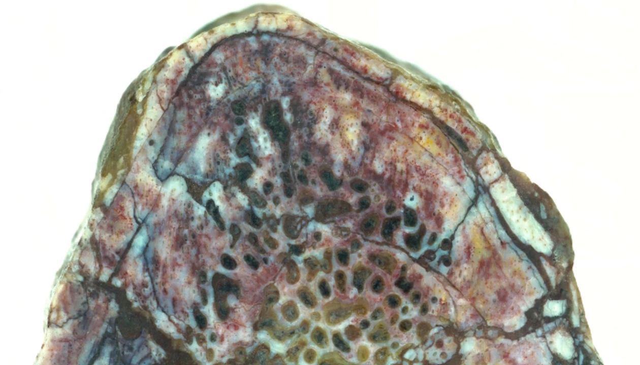 Collagen found in 195 million-year-old dinosaur bone, perhaps