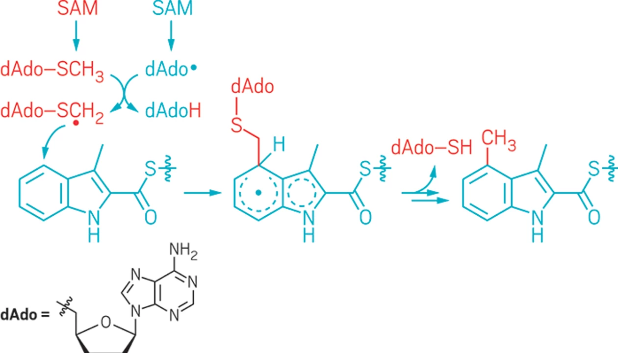 New mechanism for a methylating enzyme