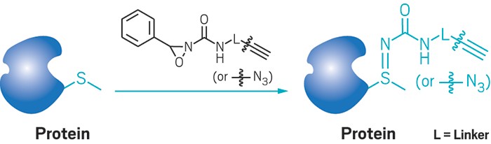 Modifying-methionine-proteins