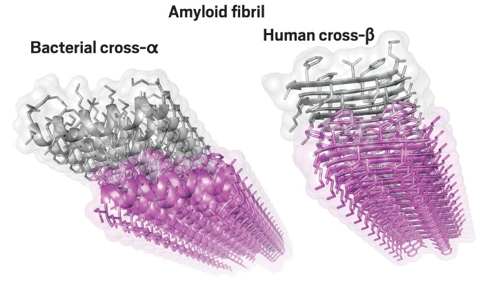 Surprising-amyloid-structure-solved