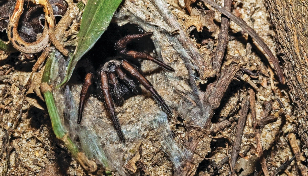 Spider venom: An insecticide whose time has come?