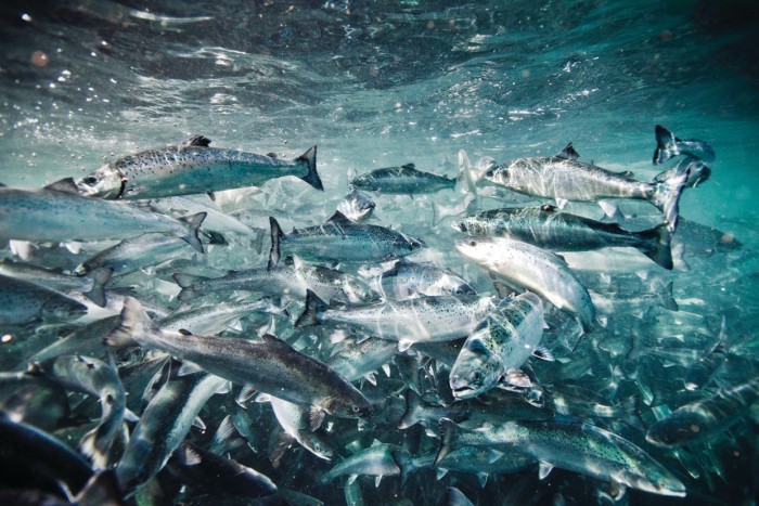 DSM-Evonik-form-omega-3